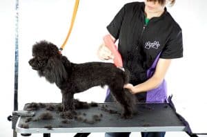 Dog Grooming Blade Length Chart & Guide [Groomer Explains]