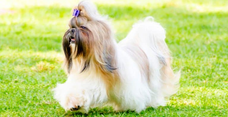 9 Small Long-Haired Dog Breeds (Show Trim Explained) - Primpaws ...