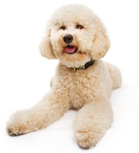 Teddy Bear Cuts, Styles, and Trims - Master Groomer Explains