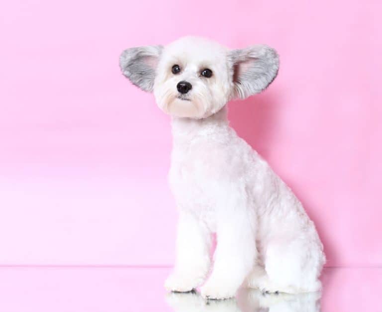Teddy Bear Cuts, Styles, and Trims - Master Groomer Explains