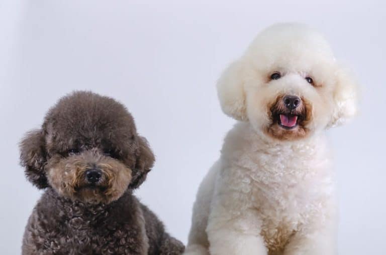Teddy Bear Cuts, Styles, and Trims - Master Groomer Explains