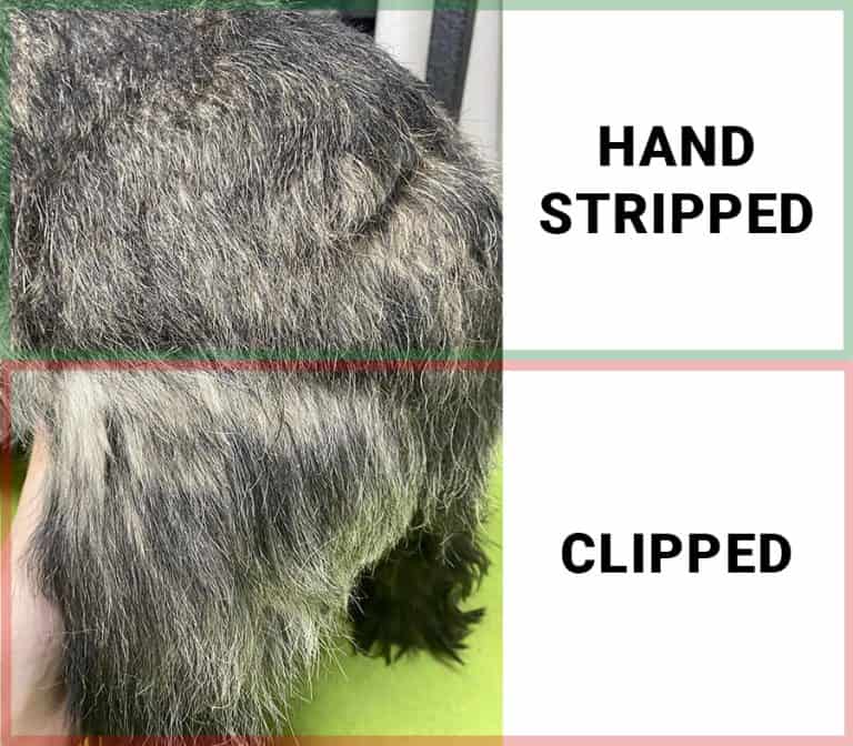 Help! My Dog was Clipped Instead of Hand Stripped - Primpaws Grooming ...