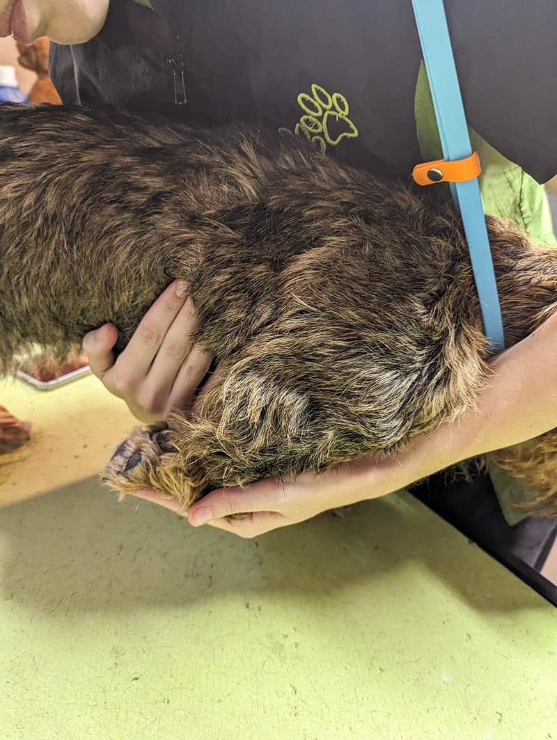 How to Trim Paw Pads - Easy Step-By-Step