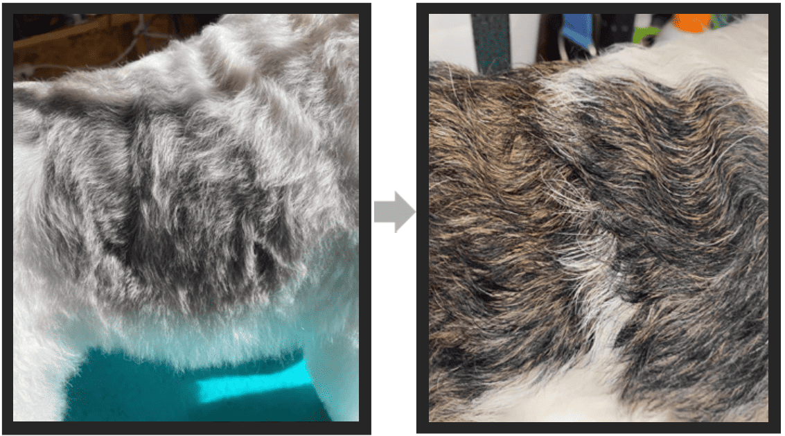 Help! My Dog was Clipped Instead of Hand Stripped - Primpaws Grooming ...