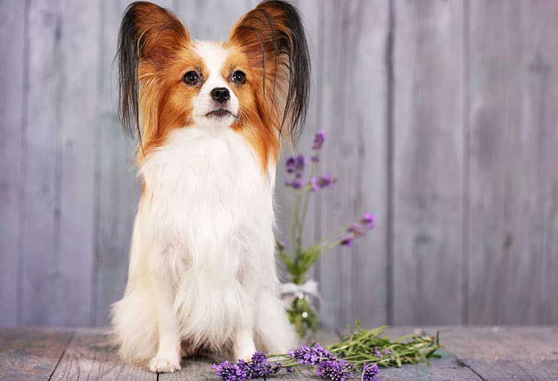 12 Low Maintenance Small Dogs - Primpaws Grooming Academy