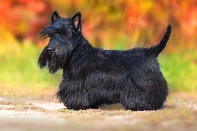 9 Small Long-Haired Dog Breeds (Show Trim Explained) - Primpaws ...