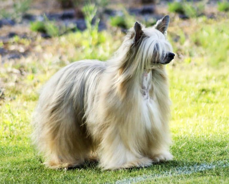 9 Small Long-Haired Dog Breeds (Show Trim Explained) - Primpaws ...