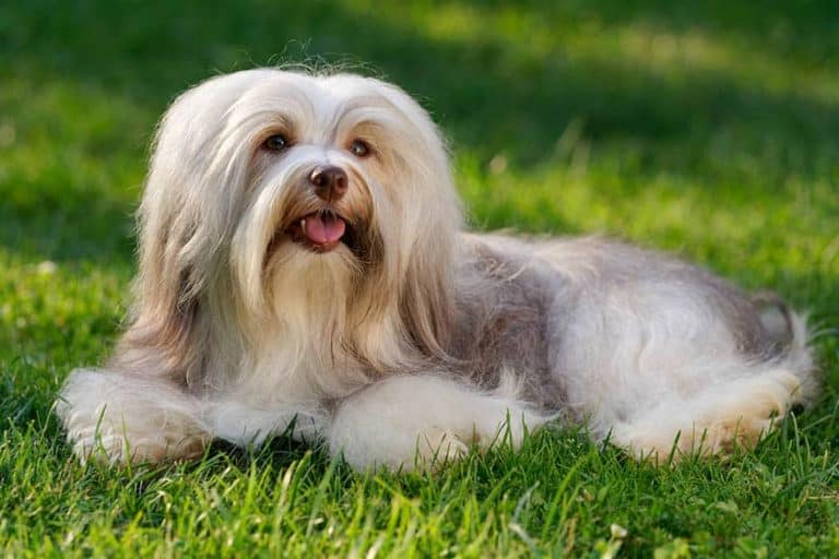 9 Small Long-Haired Dog Breeds (Show Trim Explained) - Primpaws ...