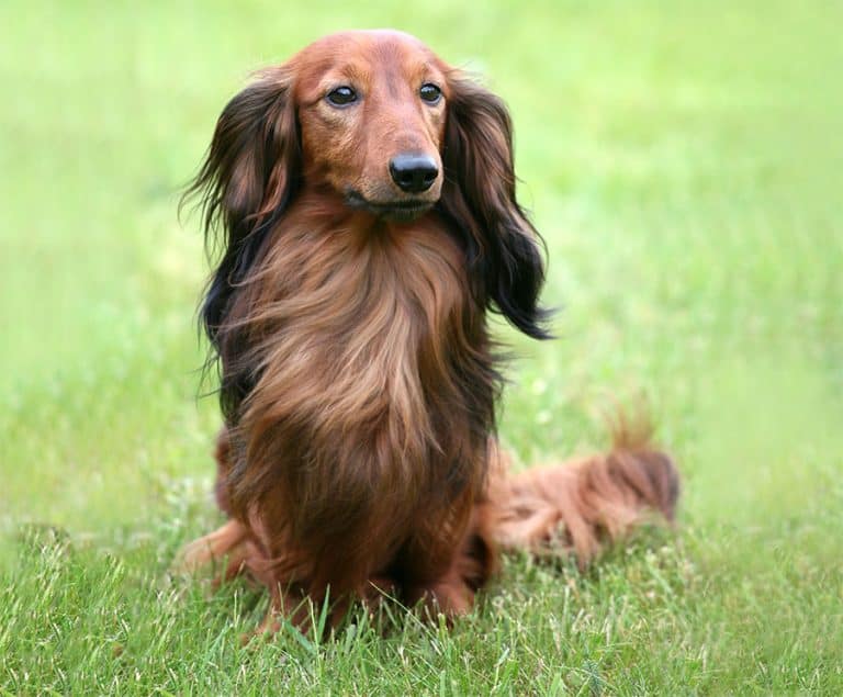 9 Small Long-Haired Dog Breeds (Show Trim Explained) - Primpaws ...