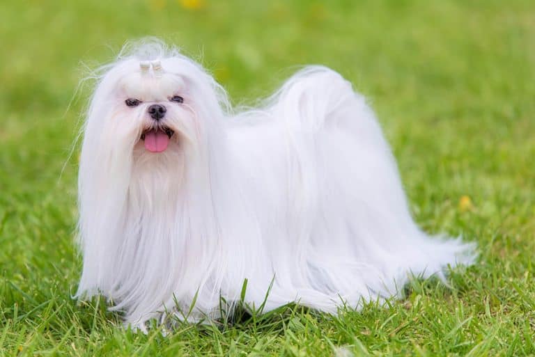 9 Small Long-Haired Dog Breeds (Show Trim Explained) - Primpaws ...