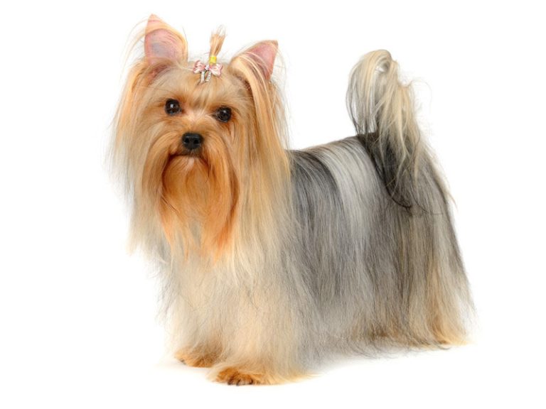 9 Small Long-Haired Dog Breeds (Show Trim Explained) - Primpaws ...