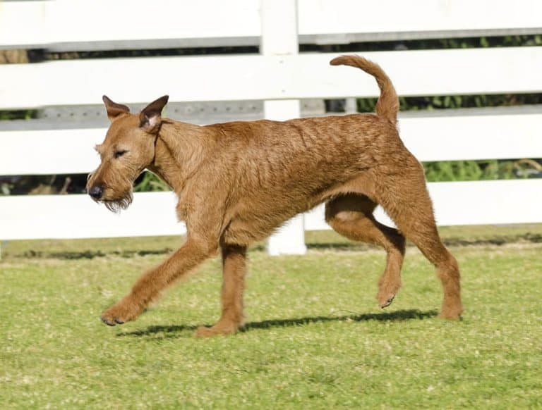 8 Medium Sized Dogs That Don't shed - Primpaws Grooming Academy
