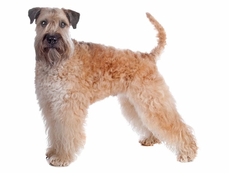 8 Medium Sized Dogs That Don't shed - Primpaws Grooming Academy