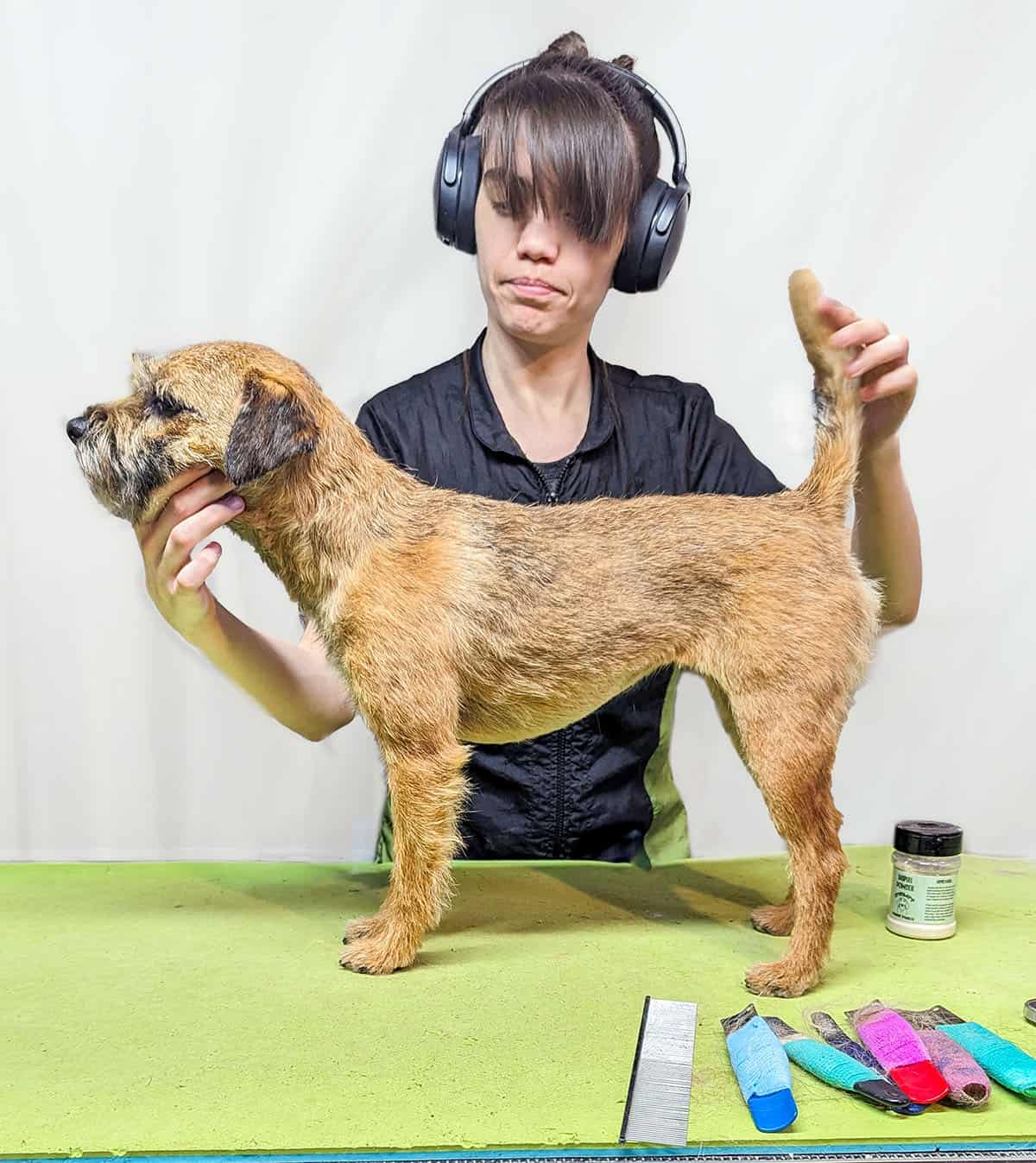 The Hand Stripping Masterclass - Primpaws Grooming Academy