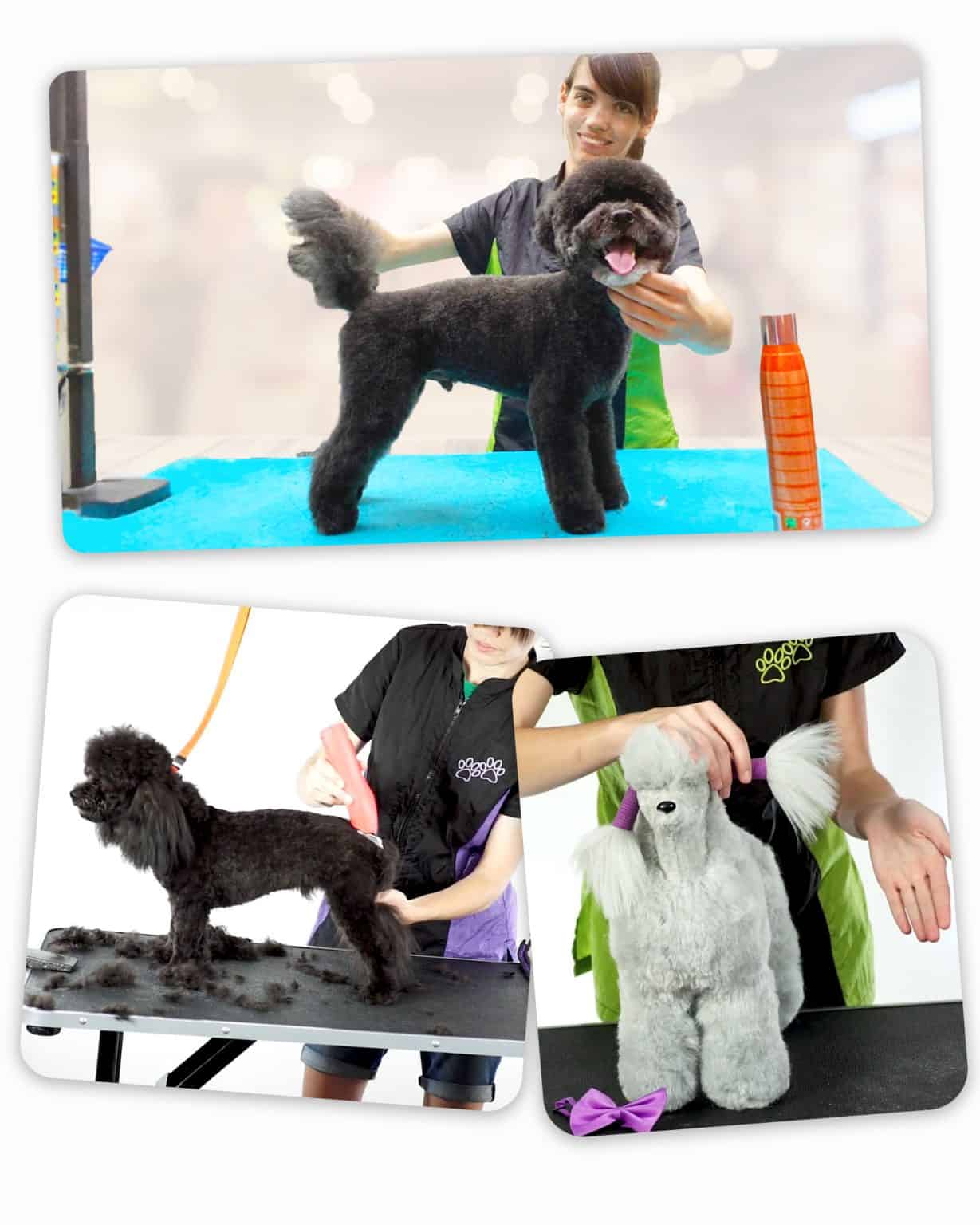 Beginners Online Grooming Course - Primpaws Grooming Academy