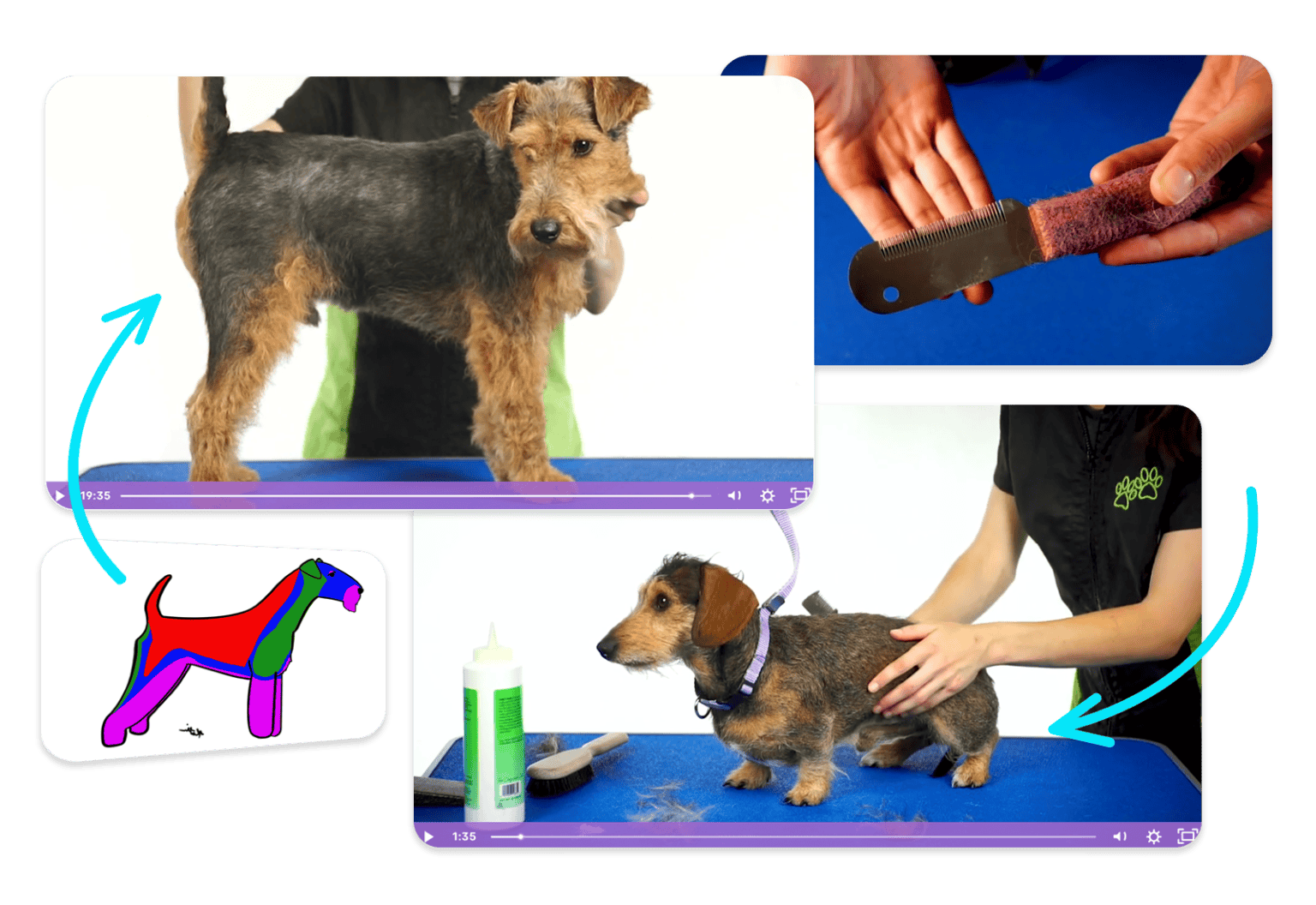 The Hand Stripping Masterclass - Primpaws Grooming Academy