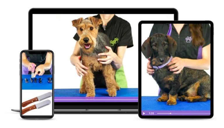 The Hand Stripping Masterclass - Primpaws Grooming Academy