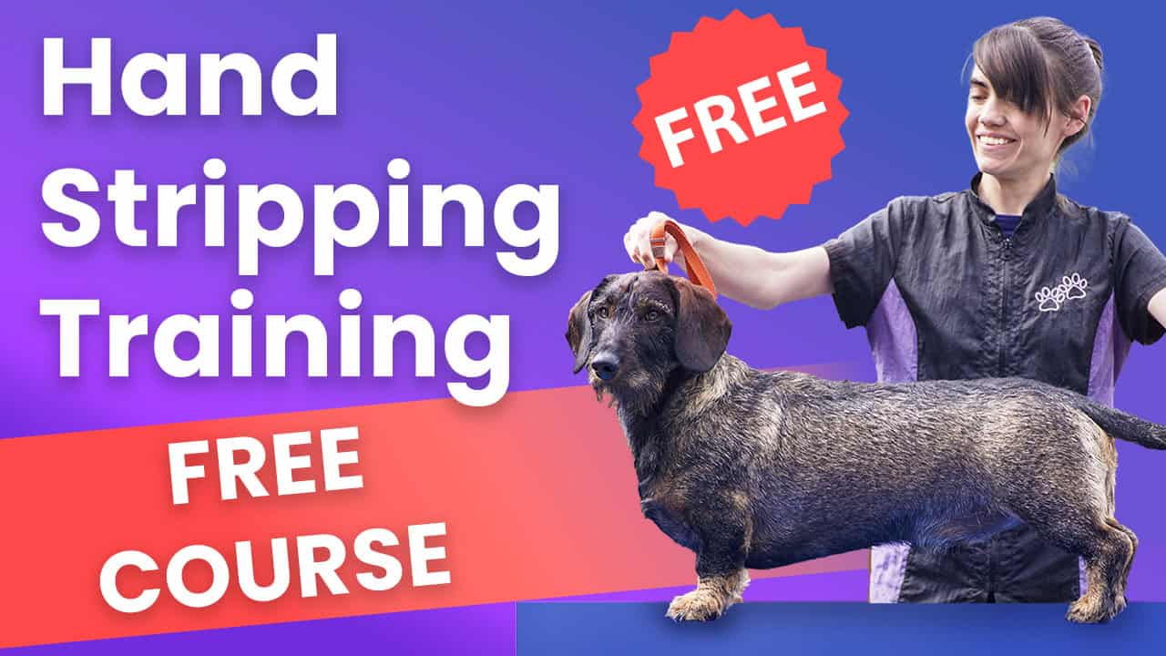 Free Dog Grooming Training Courses - Primpaws Grooming Academy