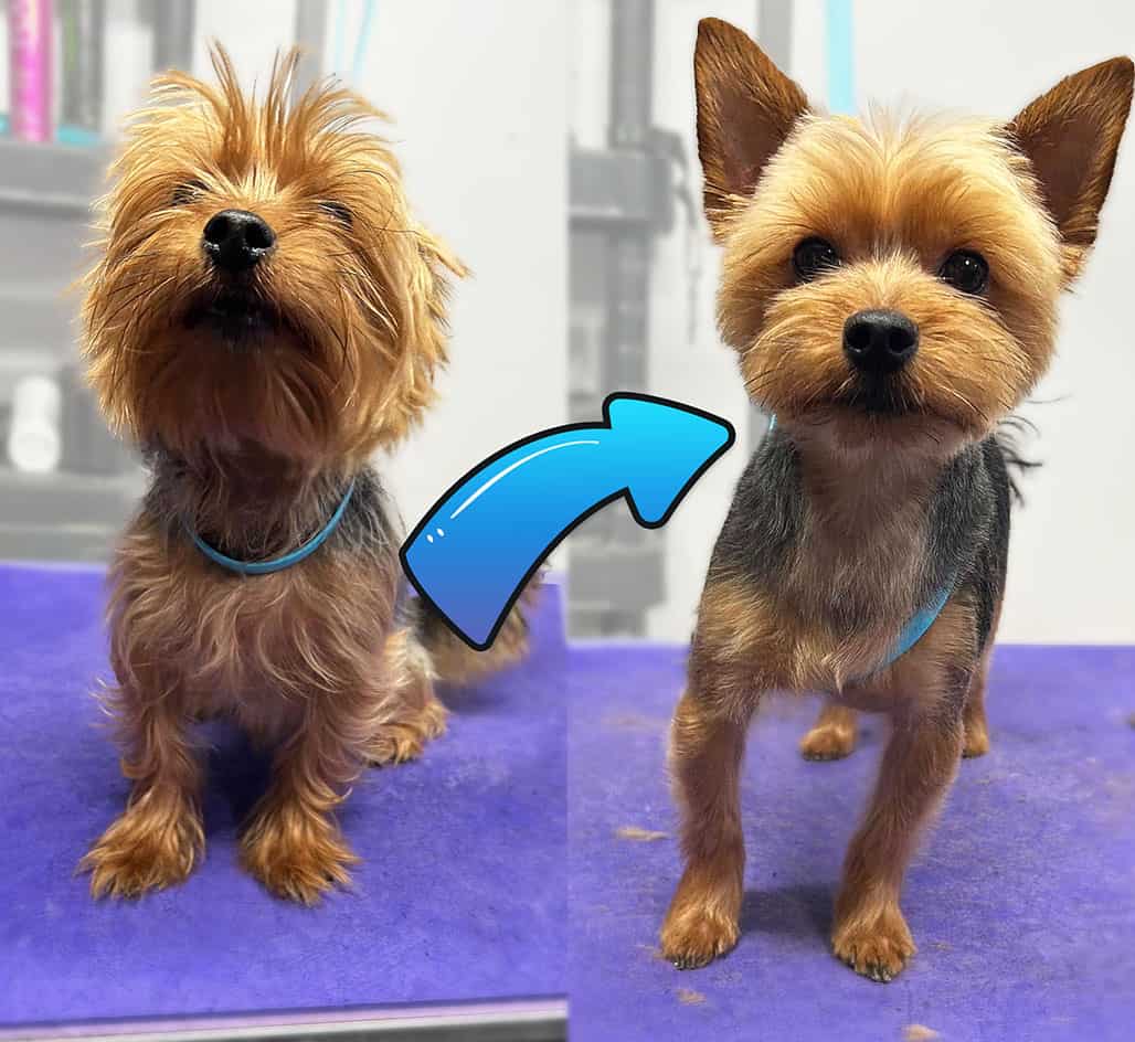 Beginners Online Grooming Course - Primpaws Grooming Academy